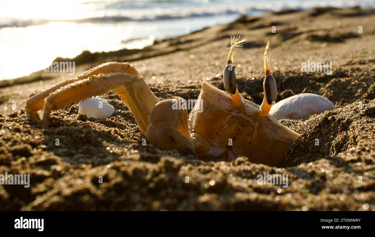 A ghost crab that controls the environment from its nest in the sand ...