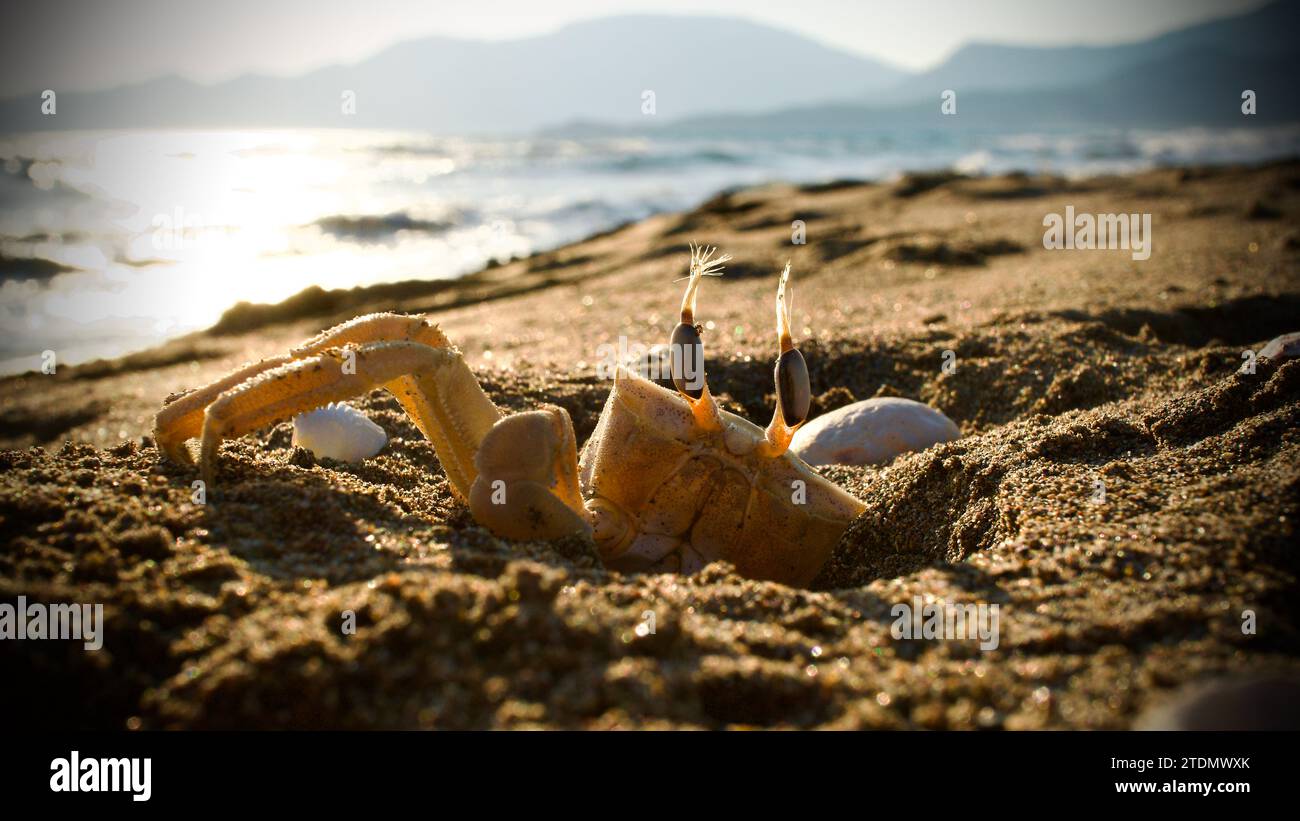 Crab shell texture hi-res stock photography and images - Alamy