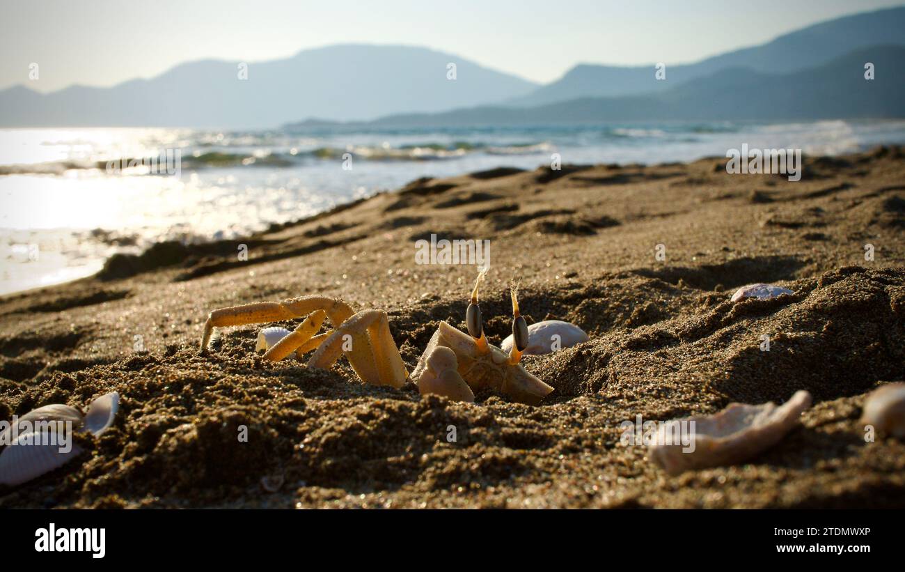 Crab shell texture hi-res stock photography and images - Alamy