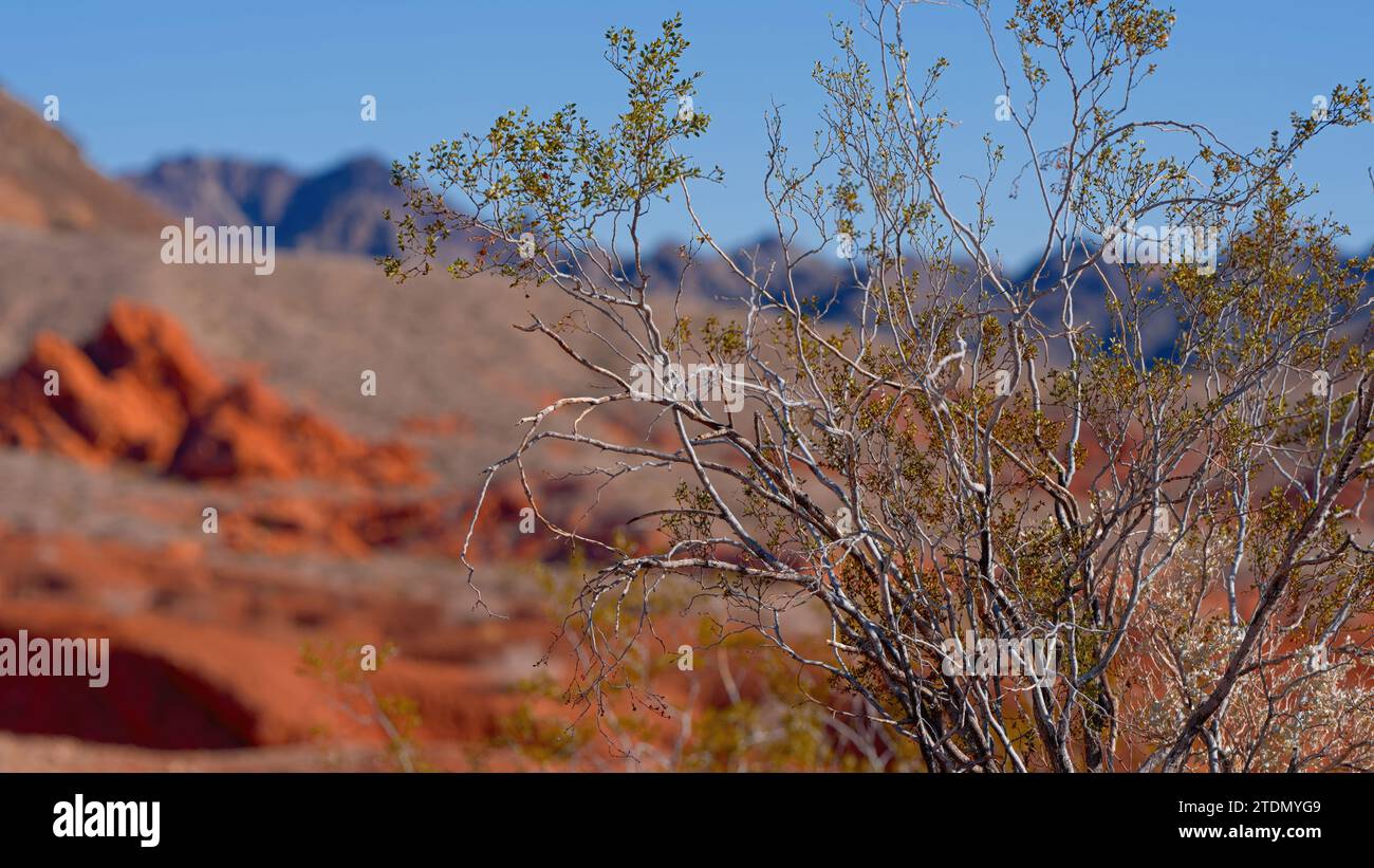 The typical landscape with red rocks and sandstones in the Arizona ...