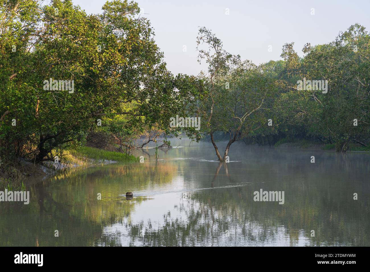 Peaceful morning landscape view of mangrove forest with reflection in water in the Sundarbans ...