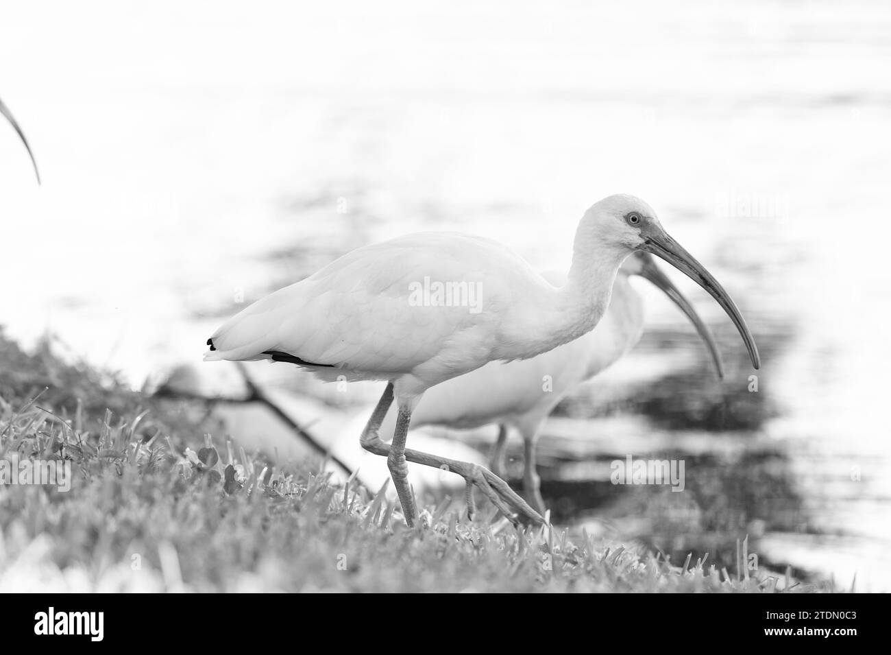 ibis bird with beak in wildlife. ibis bird in nature. photo of ibis ...