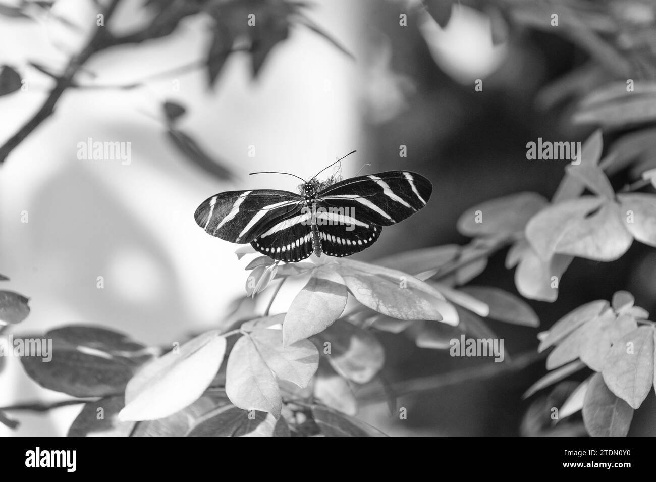 photo of nice butterfly with wings. butterfly in nature. butterfly ...
