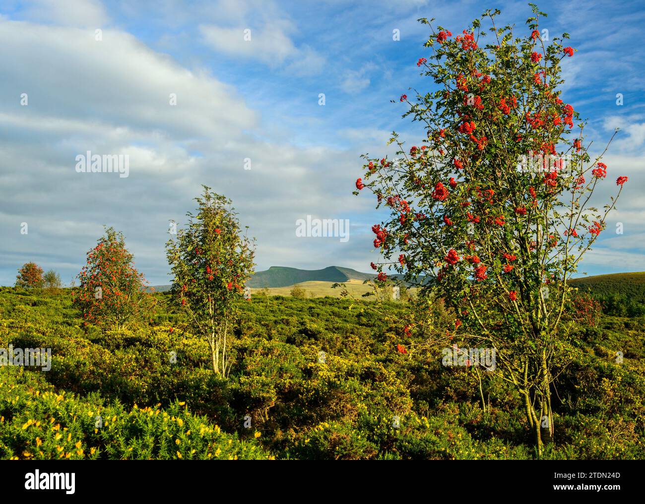 Mountain ash trees hi-res stock photography and images - Alamy