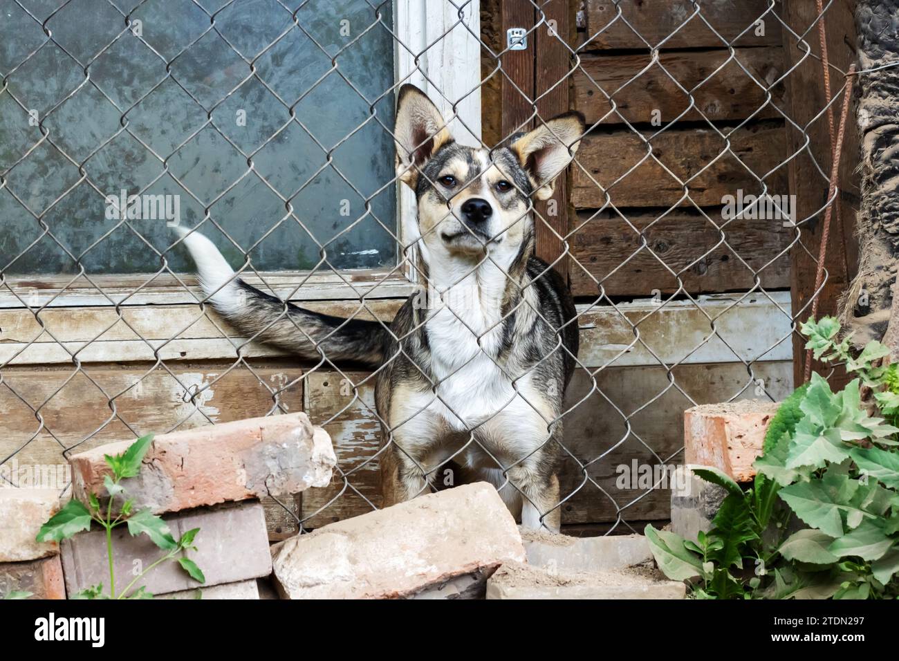Little gray dog behind the fence net close up Stock Photo - Alamy