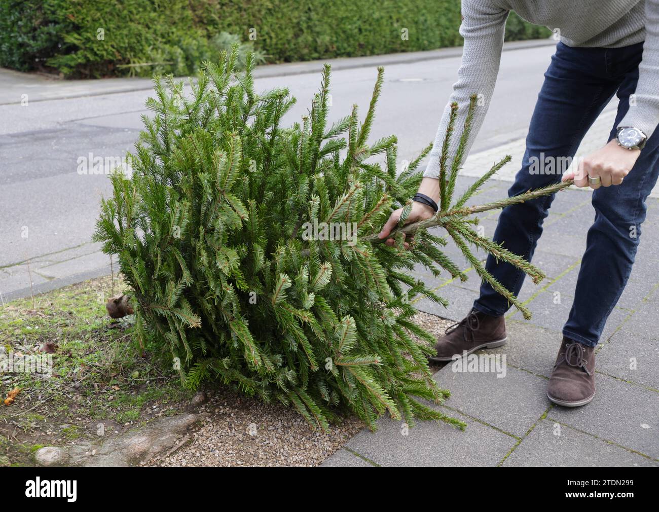 Feature Weihnachtsbaum Entsorgung - Der ausgediehnte Christbaum wird ...