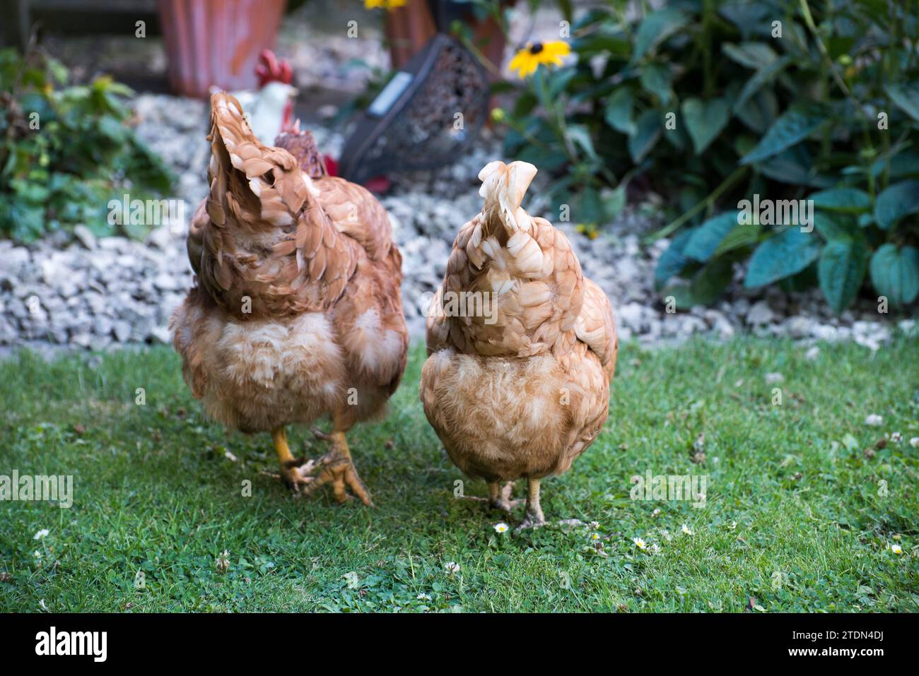 Two hens walking side by side in the garden Stock Photo - Alamy