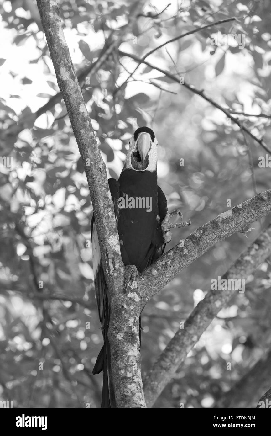 ara macaw parrot in nature outside. photo of ara macaw parrot in zoo ...