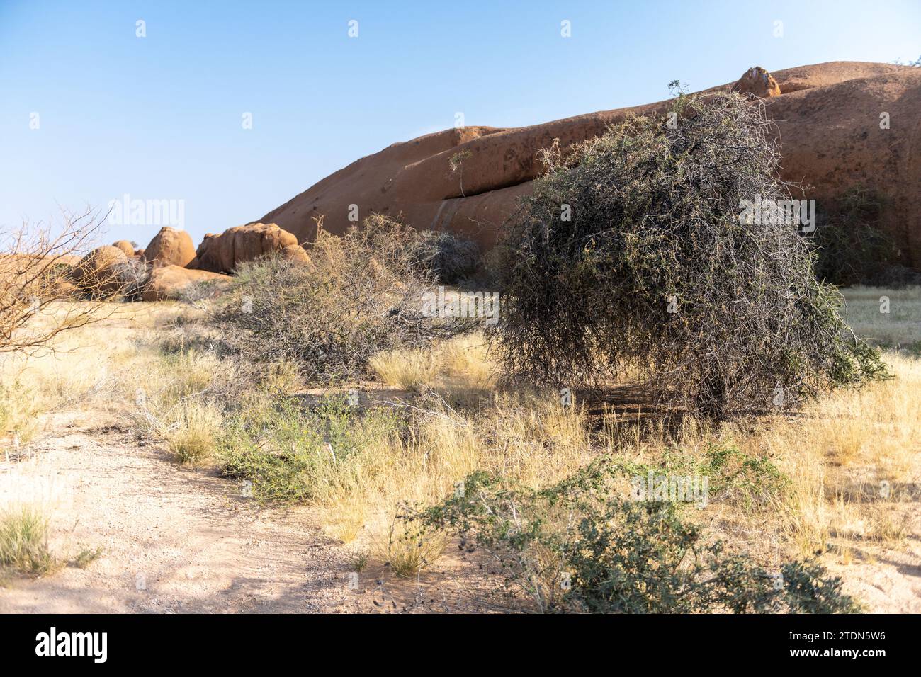 A relatively green desert landscape near Spitzkoppe, a famous landmark ...