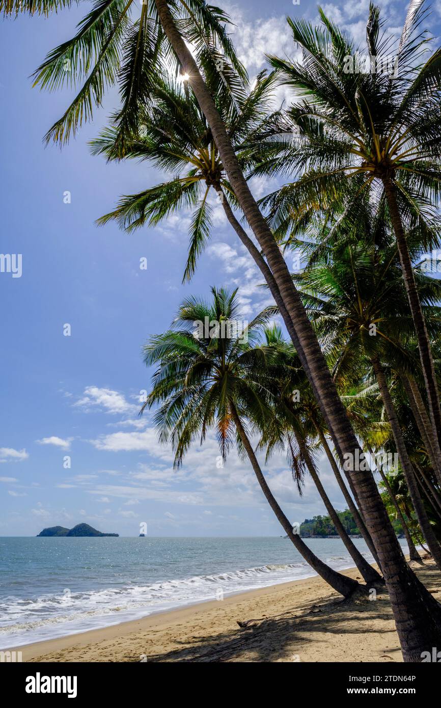 Coconut trees on sandy beach hi-res stock photography and images - Alamy