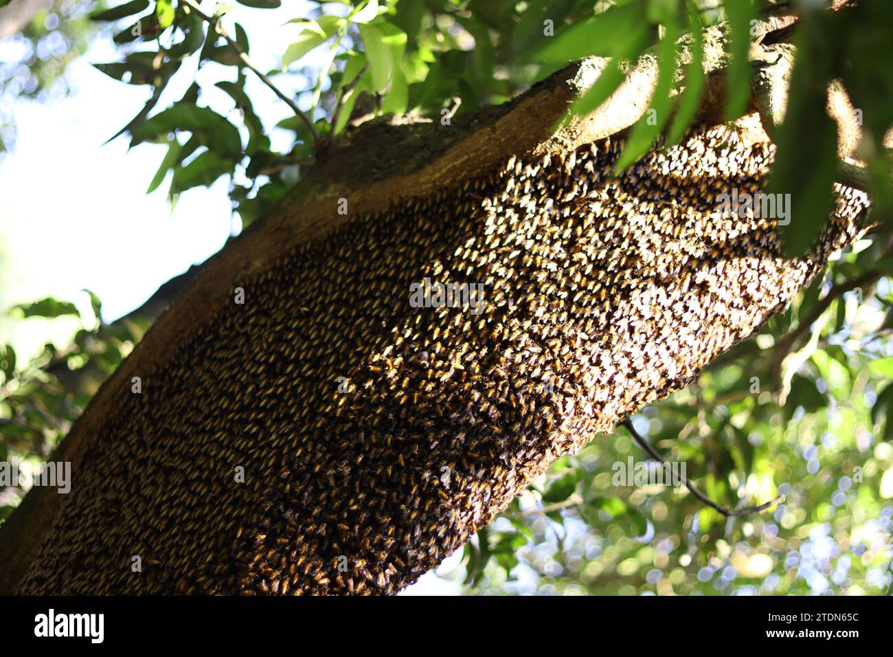 A large honeycomb on a tree with thousands of bees Stock Photo - Alamy