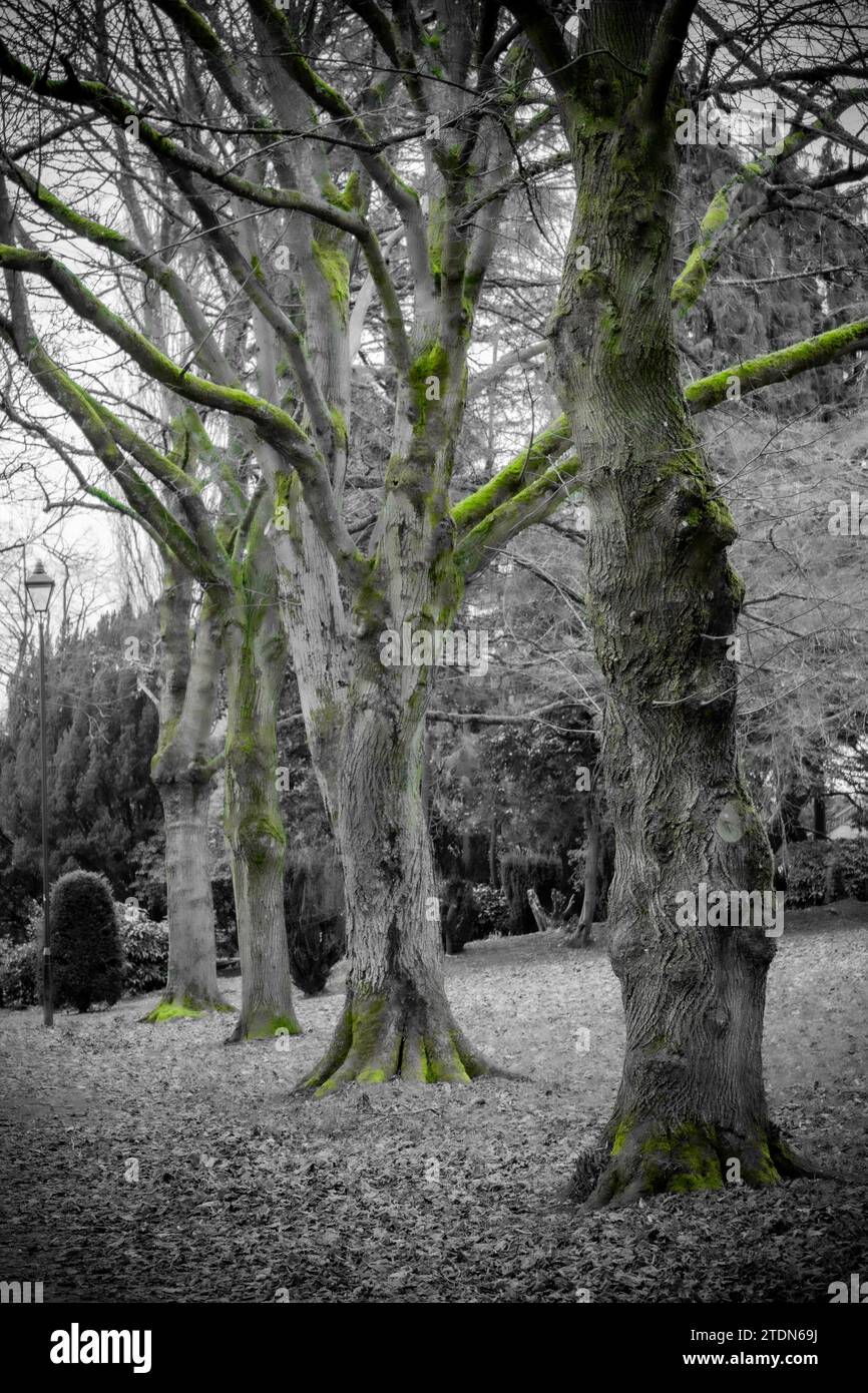 Four trees in tandem hi-res stock photography and images - Alamy