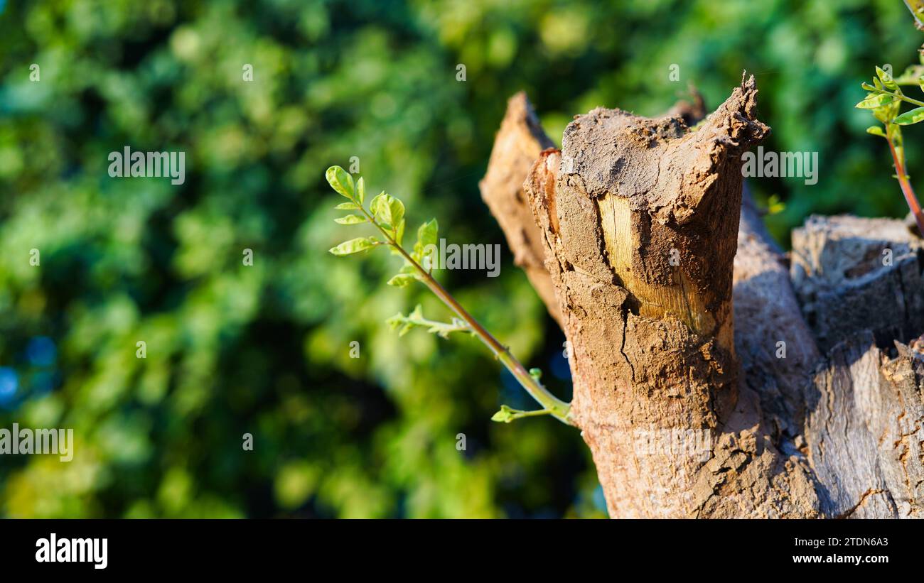 Young leaves emerging from old tree stump, sprout in the tree. Small ...