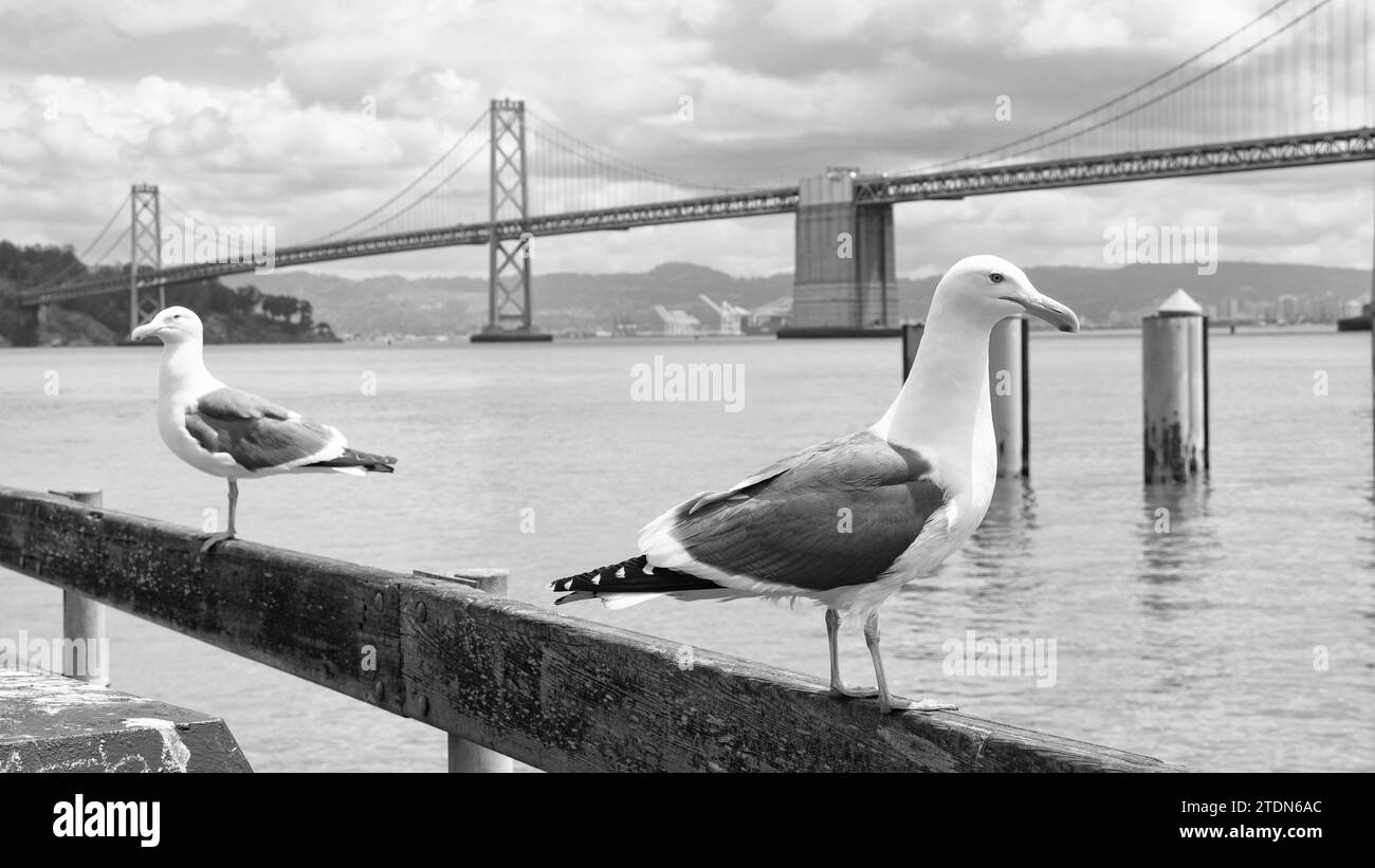 seagulls or sea gulls birds on parapet at bridge Stock Photo - Alamy