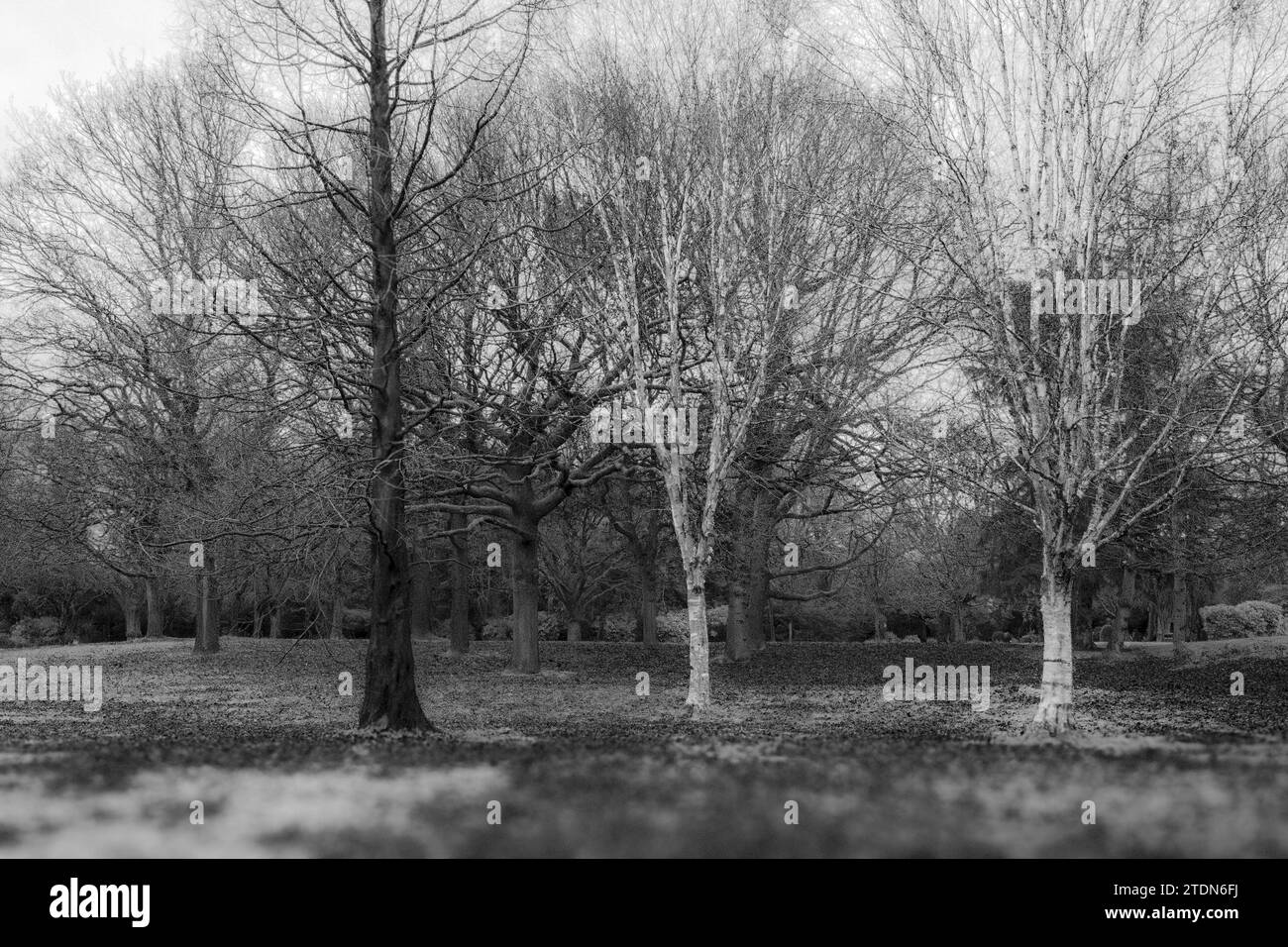 Eerie environment Black and White Stock Photos & Images - Alamy