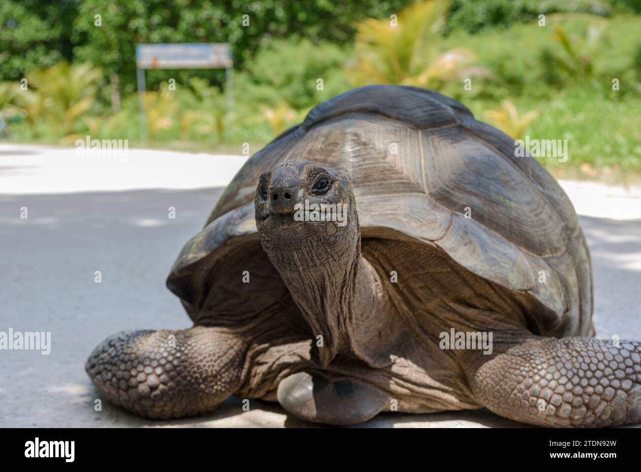 Aldabra Giant Tortoise, Aldabrachelys gigantea, at Anse Severe beach ...