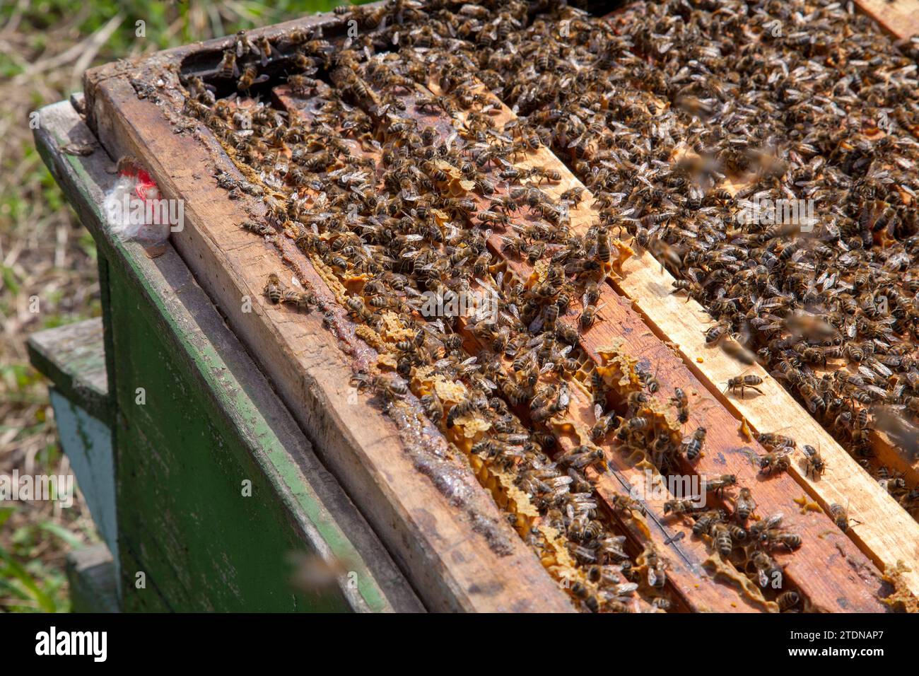 Frames of a beehive. Close up view of the opened hive body showing the ...