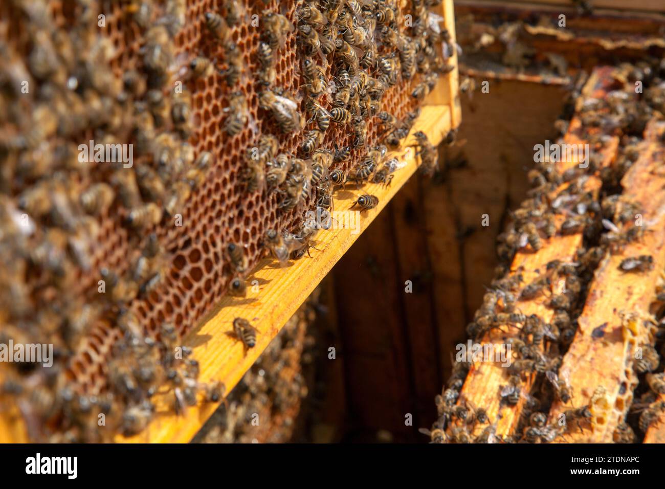 Frames of a beehive. Close up view of the opened hive body showing the ...