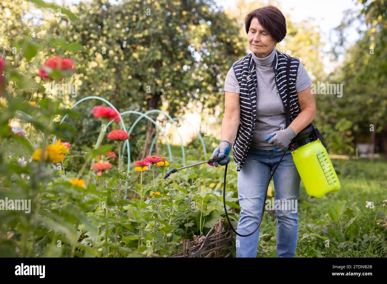 Woman spraying flowers in his garden with insecticides from spray ...