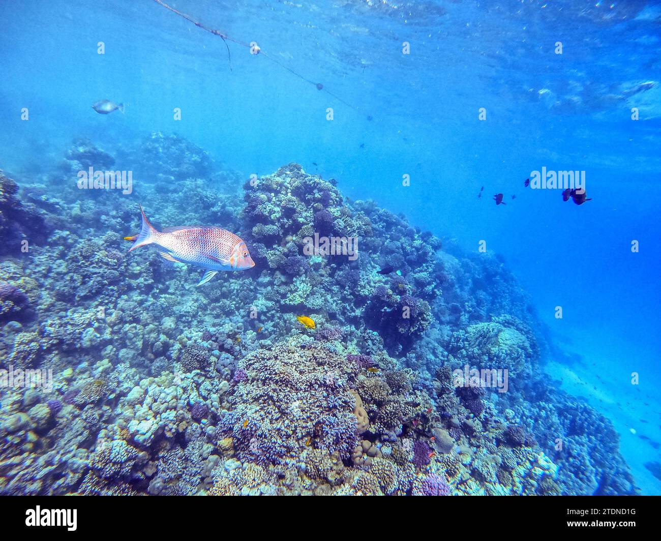 Tropical Spangled Emperor fish known as Lethrinus Nebulosus underwater ...