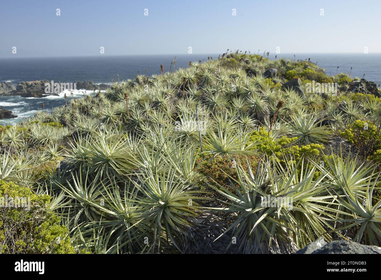 Coast north of Viña del Mar. Chile flora,puya Stock Photo - Alamy