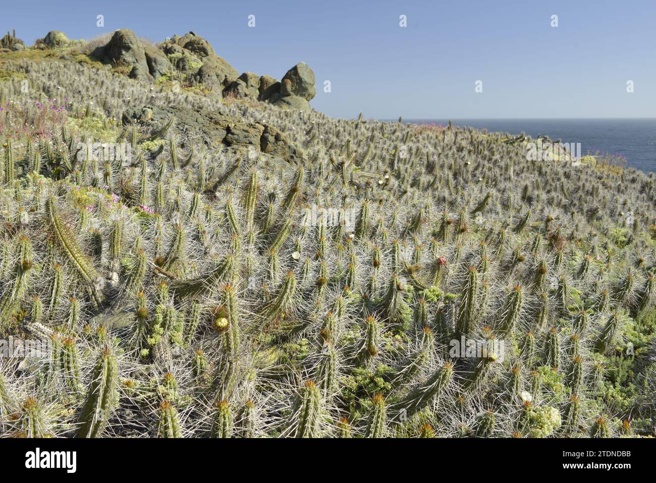 Coast north of Viña del Mar. Chile flora Stock Photo - Alamy