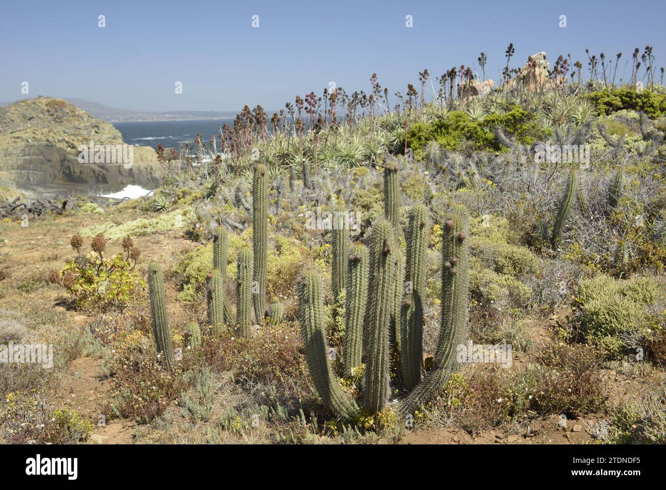 Coast north of Viña del Mar. Chile flora Stock Photo - Alamy