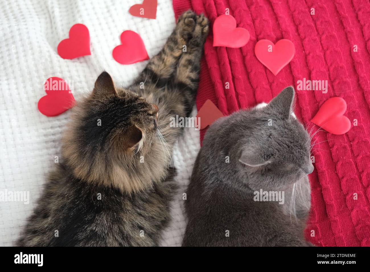 Two Cats Cuddling. Cat Couple. Cute Domestic Tabby Friendly Cats in ...