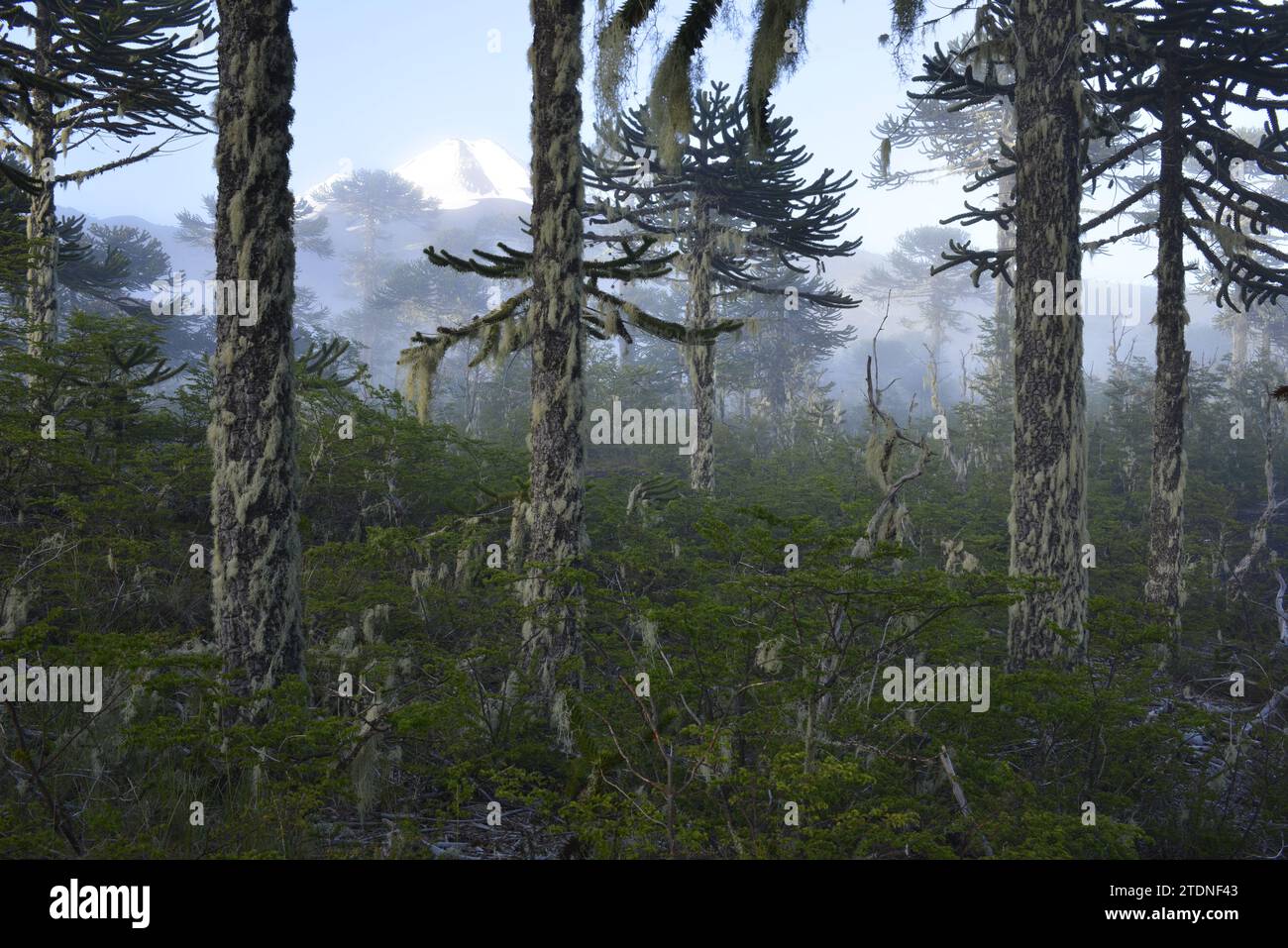 Araucaria araucana monkey puzzle tree Chile Conguillio National Park ...