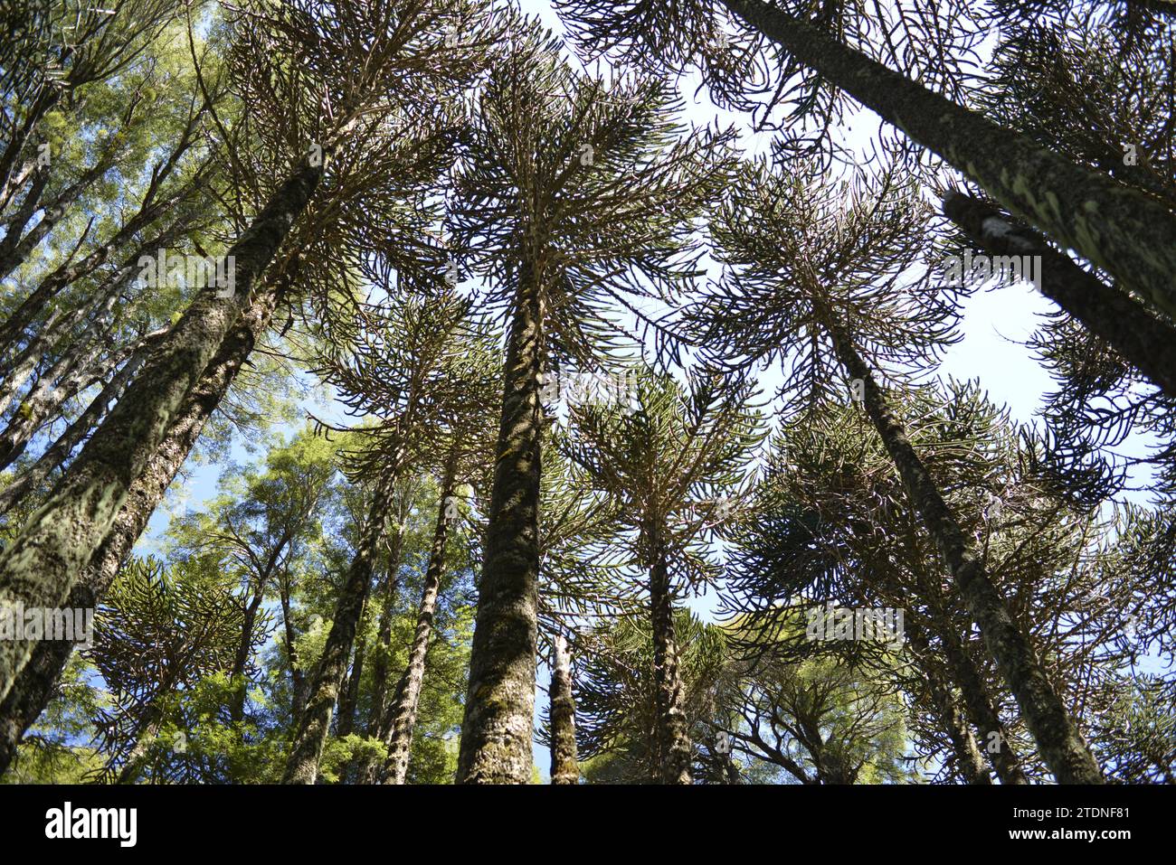 Araucaria araucana monkey puzzle tree Chile Conguillio National Park ...