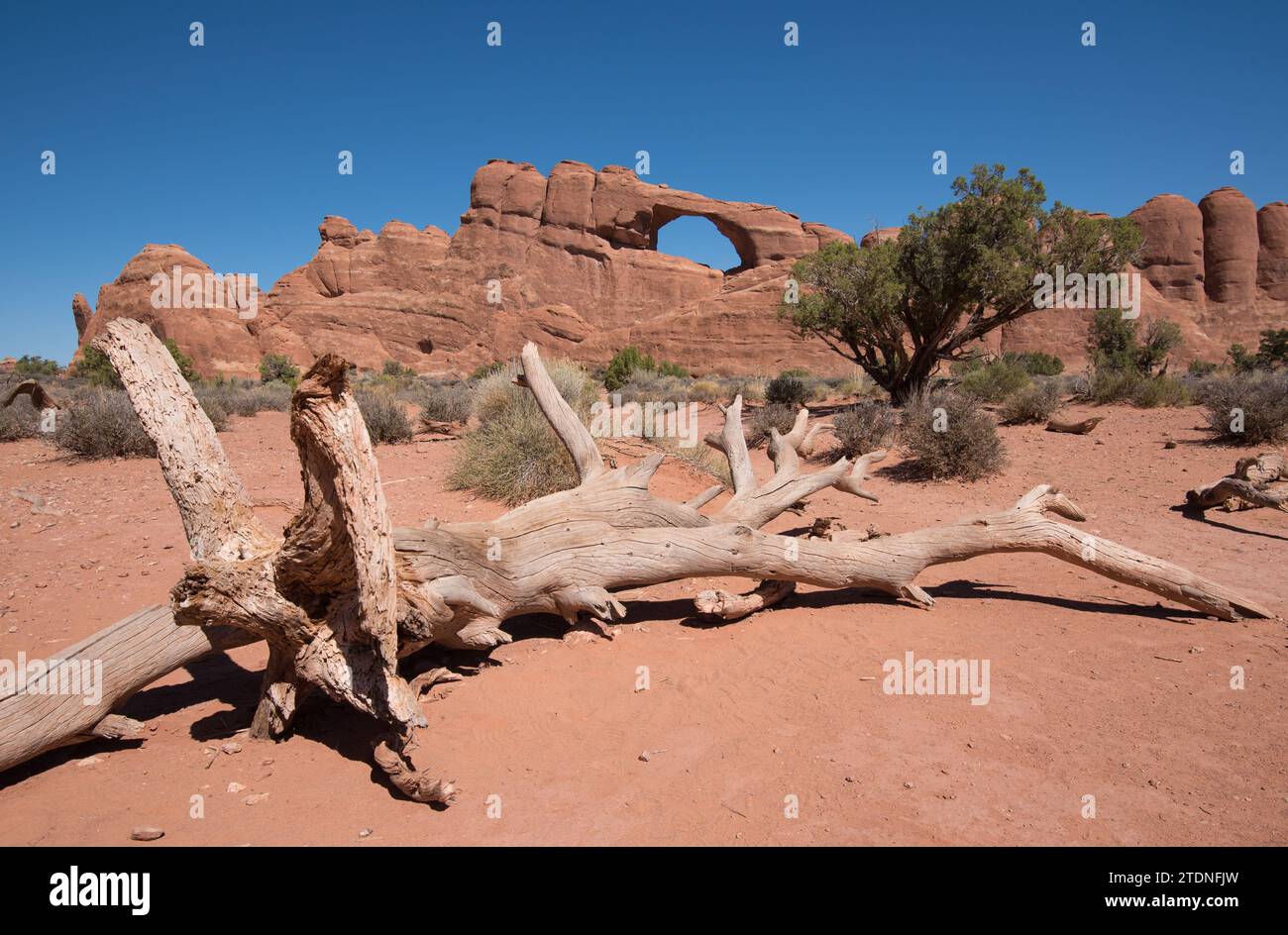 sun bleached fallen dead tree in laying on the sandy ground with a rock ...