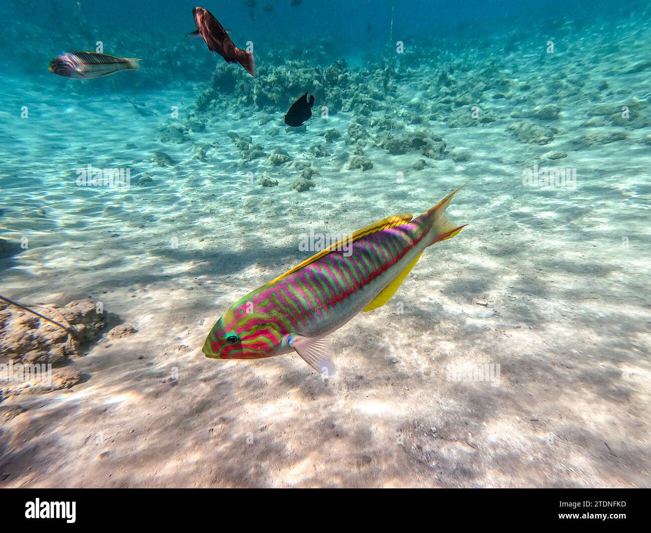 Klunzinger's wrasse known as Thalassoma rueppellii underwater at the ...