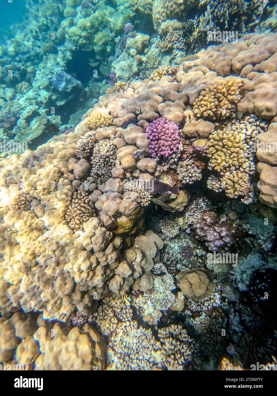 Underwater panoramic view of coral reef with tropical fish, seaweeds ...