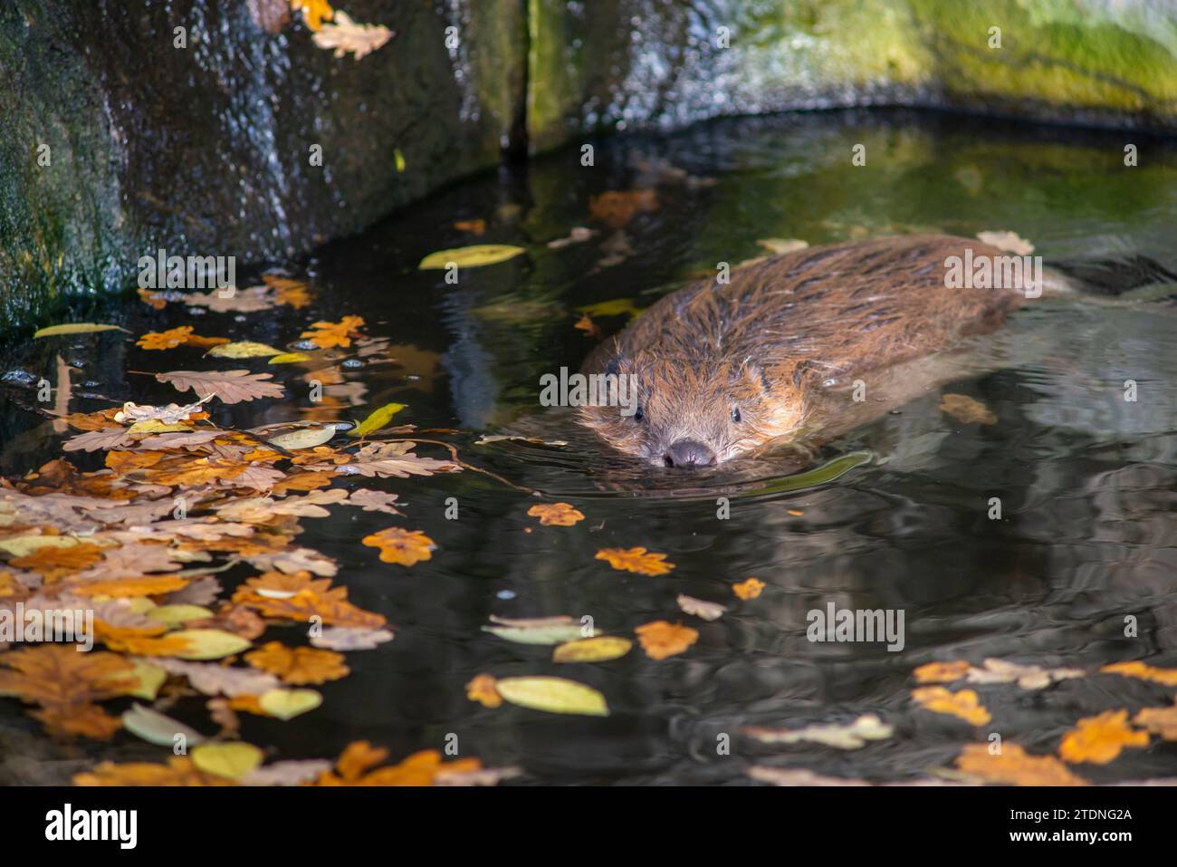 wild beaver in lake among yellow foliage by autumn Stock Photo - Alamy