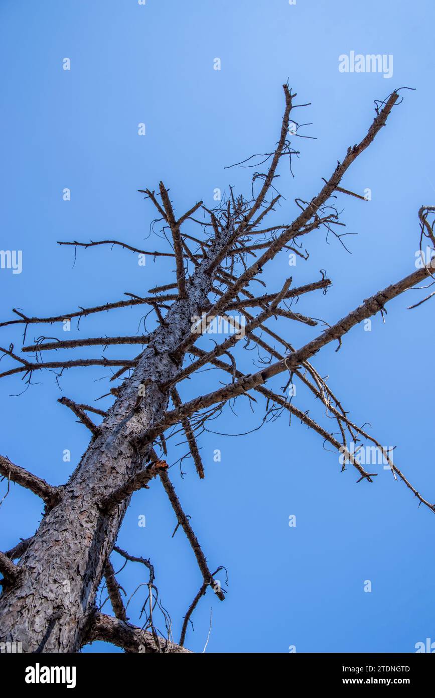 Dead tree-trunk and branches in a Pine Forest Plantation in Cape Town ...