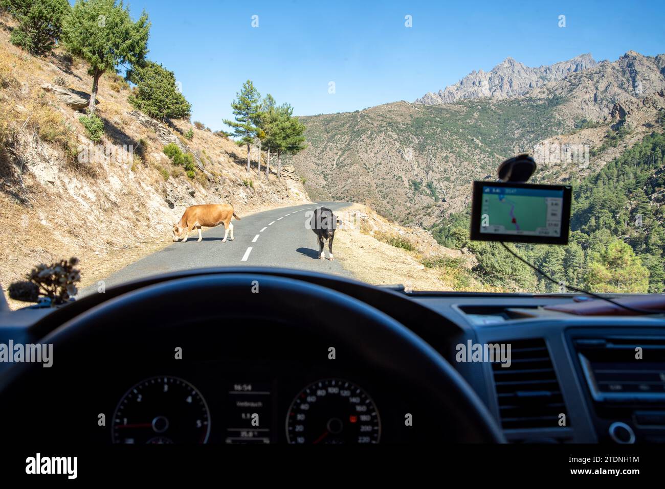 Cows on road view from inside of car hi-res stock photography and ...