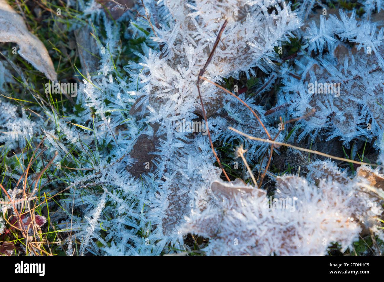 Dry frozen leaves natural hi-res stock photography and images - Alamy