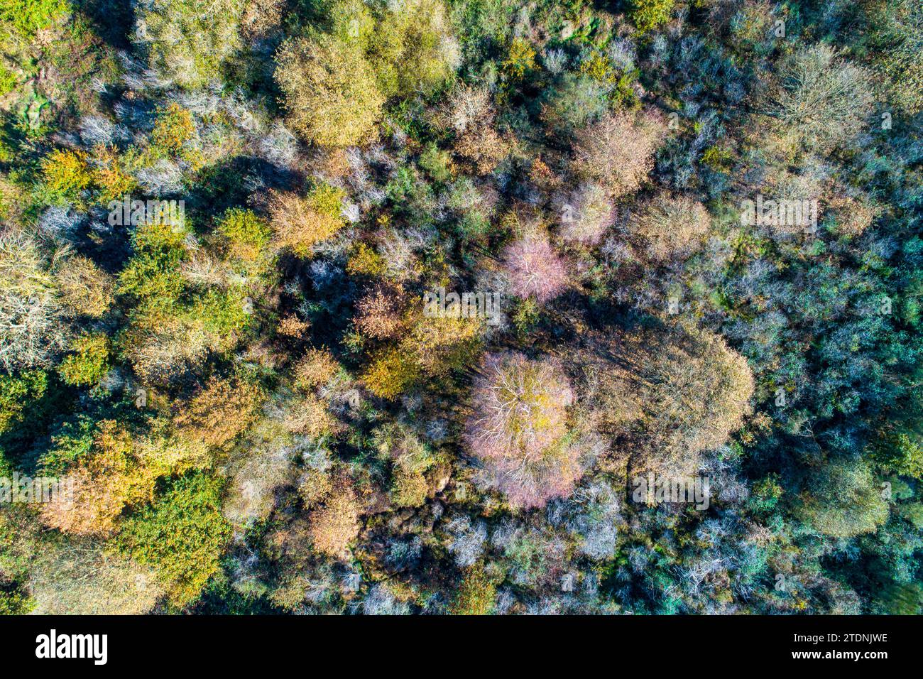 Misex forest hi-res stock photography and images - Alamy