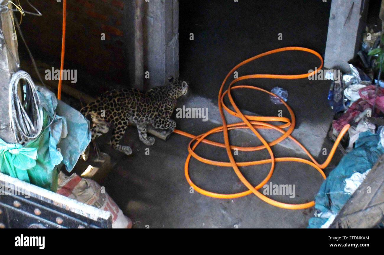 Guwahati, Guwahati, India. 19th Dec, 2023. A full grown leopard enter ...
