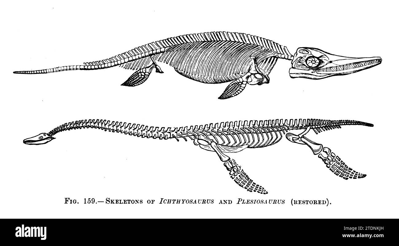 Ausmalbild Plesiosaurier