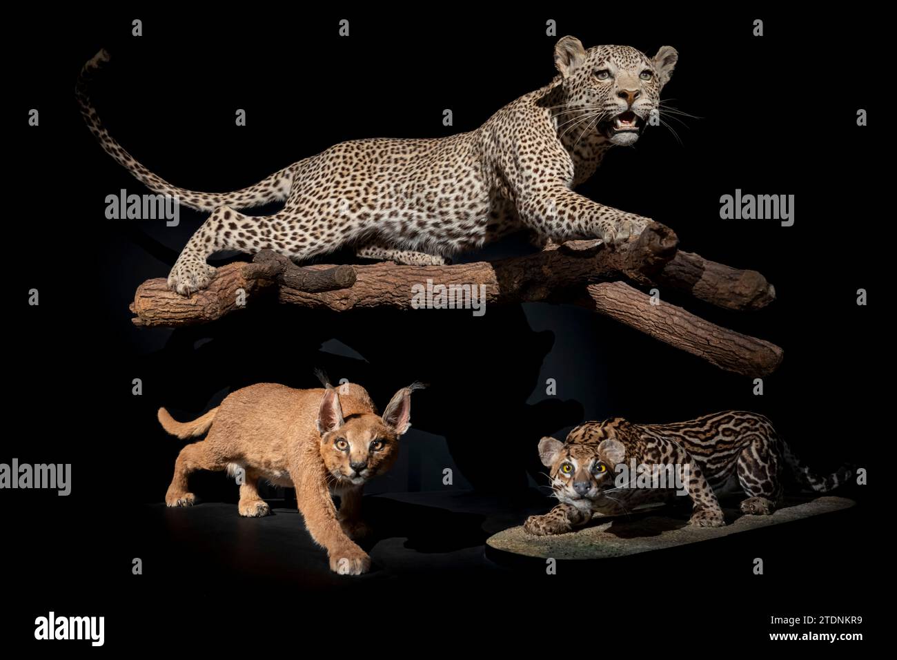 Paris, France - 06 10 2023: The Great Evolution Gallery of Paris ...