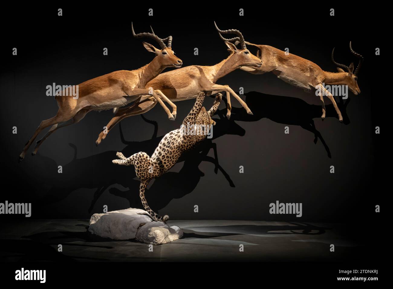 Paris, France - 06 10 2023: The Great Evolution Gallery of Paris ...