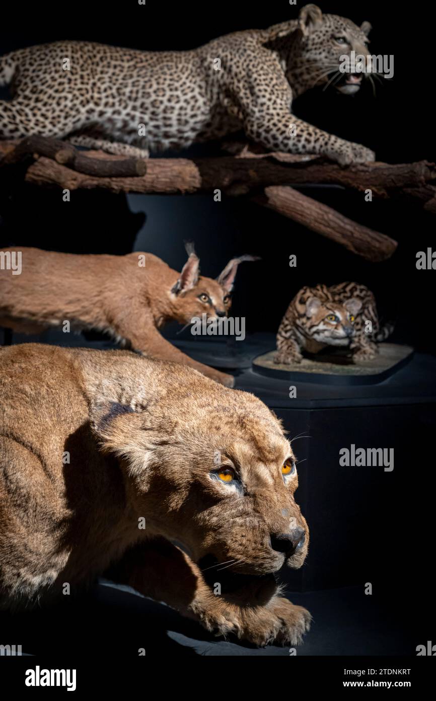 Paris, France - 06 10 2023: The Great Evolution Gallery of Paris ...
