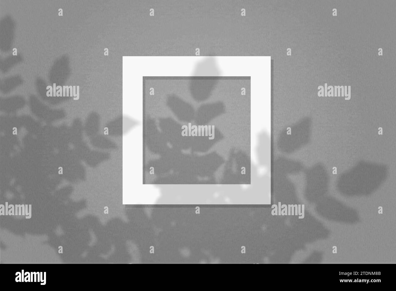 Natural light casts shadows from the leaves of a tree branch on square frame of white textured ...