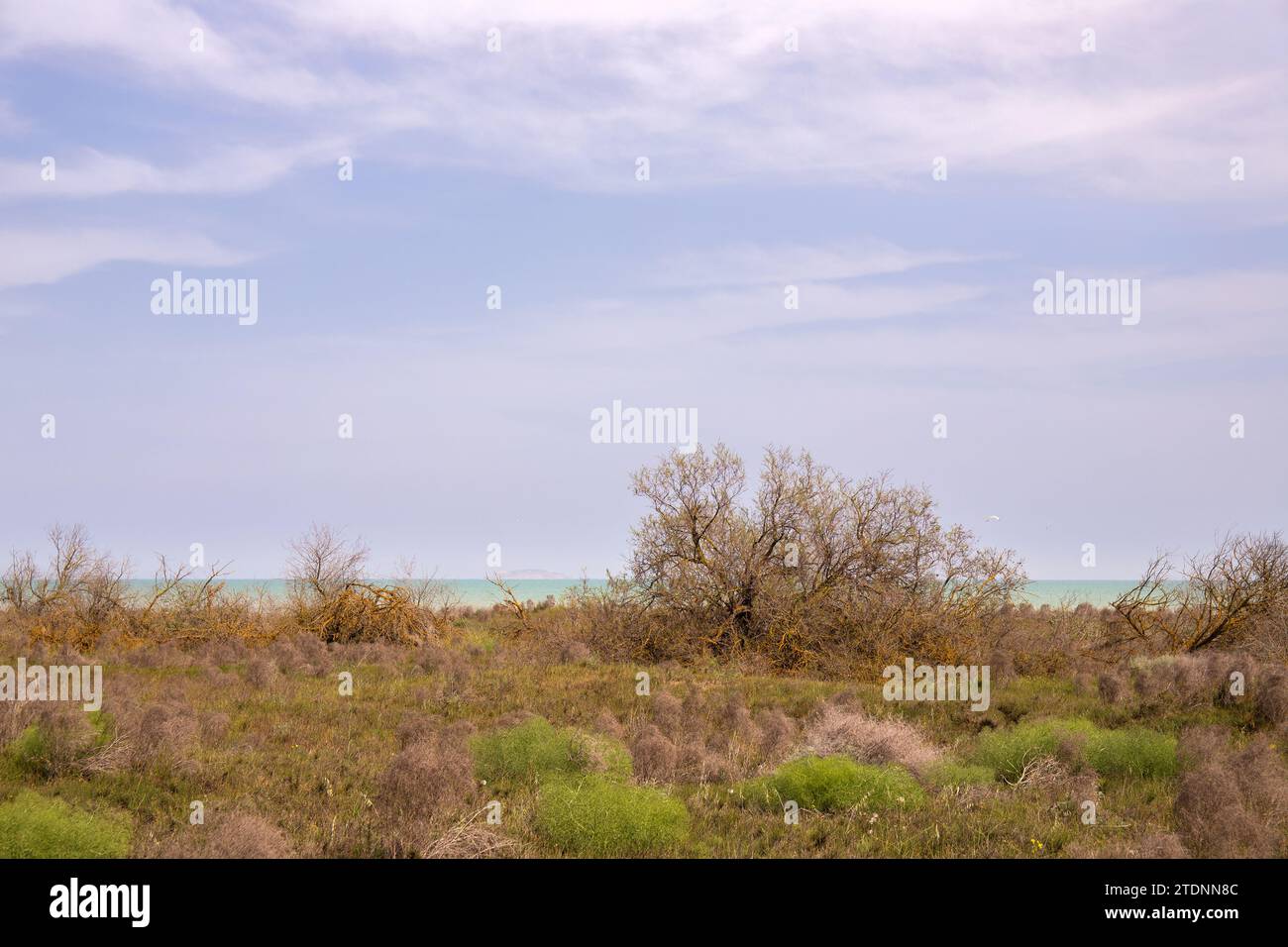 Old trees are covered with lichen. Shirvan Reserve. Azerbaijan Stock ...
