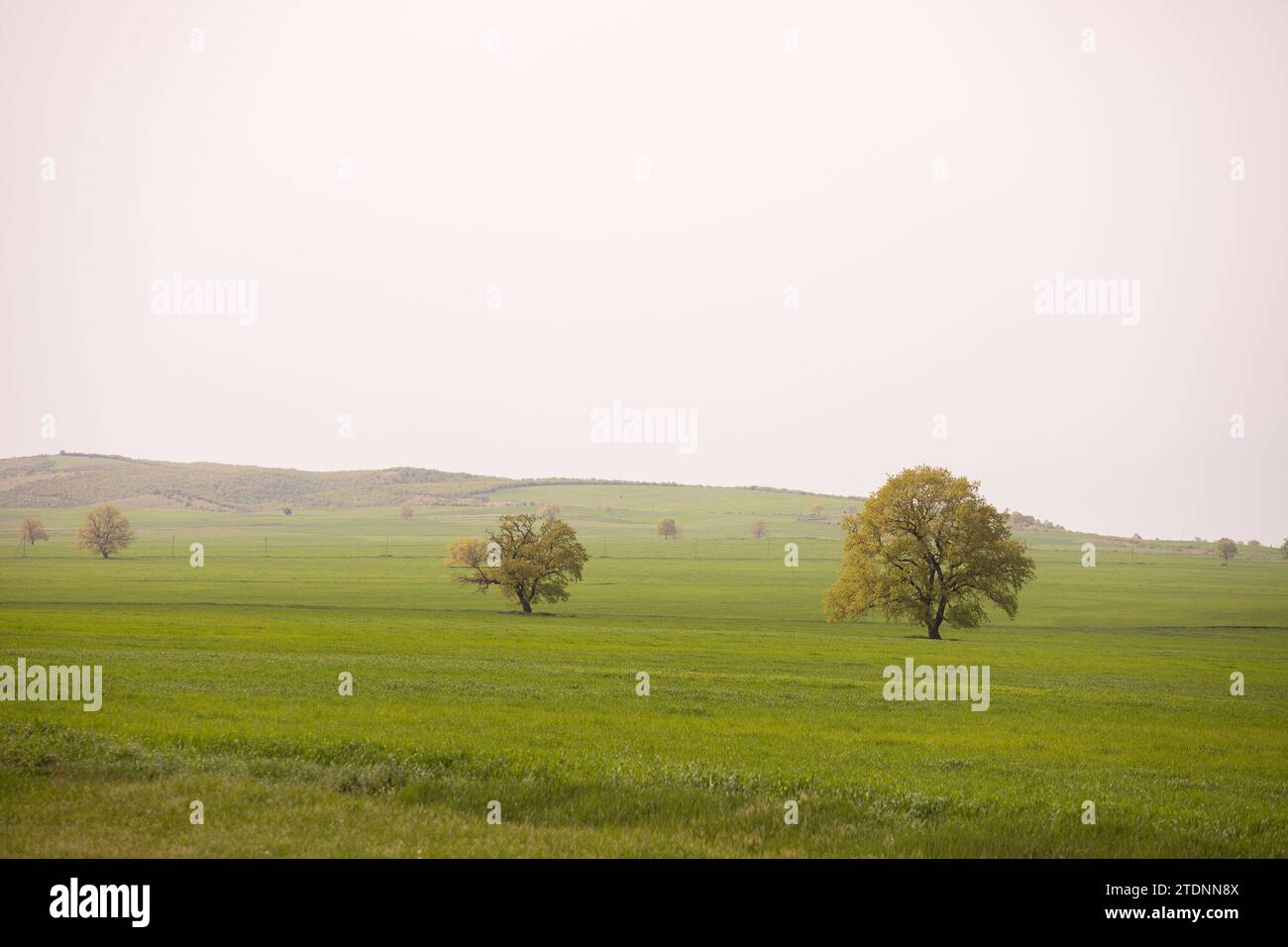 Green field with trees. Ismayilli region. Azerbaijan Stock Photo - Alamy