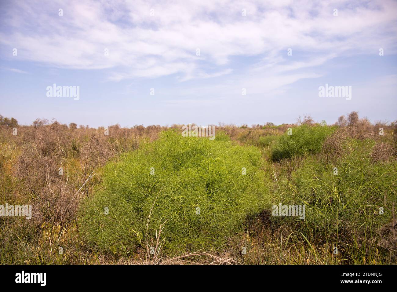 Dry and green bushes of thorns in the steppe. Shirvan Reserve ...