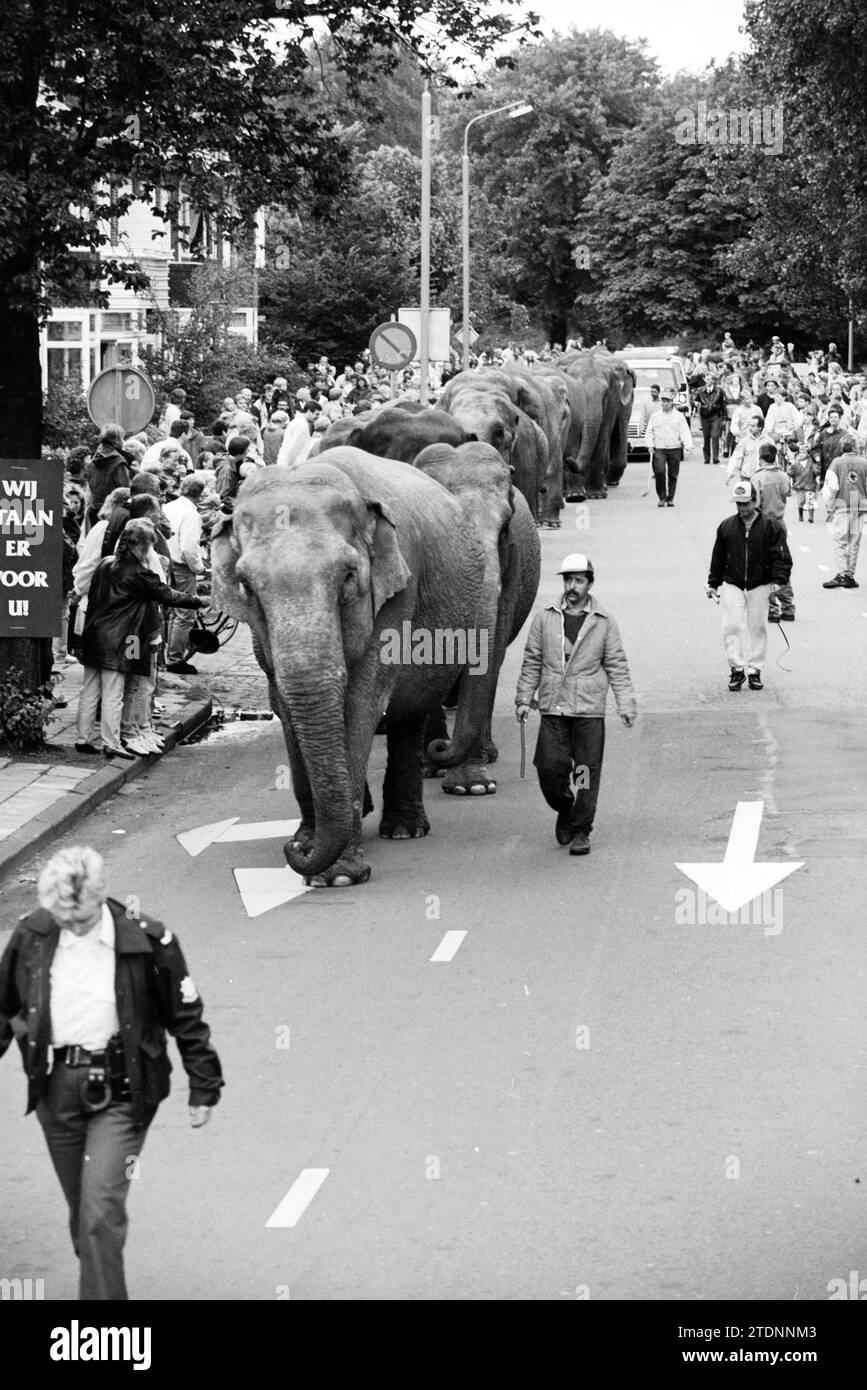 Elephants through Haarlem, Haarlem, The Netherlands, 13-07-1993 ...
