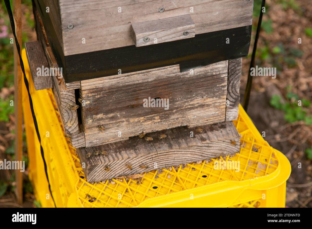Bee farm hi-res stock photography and images - Alamy