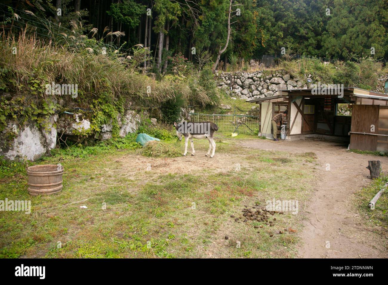 Japan farming traditional hi-res stock photography and images - Alamy